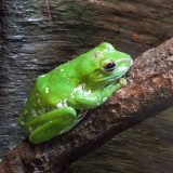 Vampire Frog Facts and Pictures