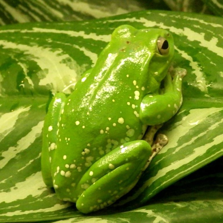 Chinese Gliding Frog Facts and Pictures