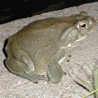 New Mexico Spadefoot Toad Facts and Pictures