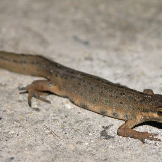 Common Newt Facts and Pictures