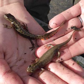 Common Newt Facts and Pictures