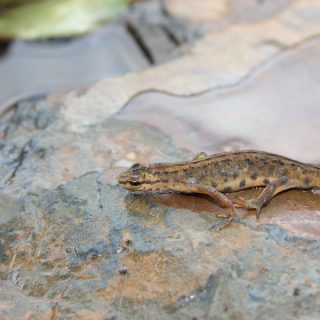 Common Newt Facts and Pictures