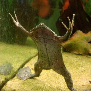 Surinam Toad Facts and Pictures