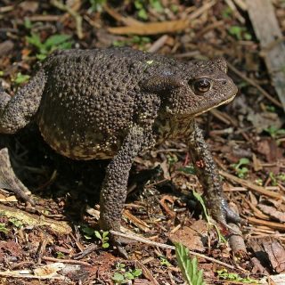 Common Toad Facts and Pictures