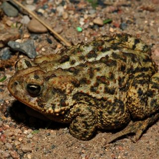 Rococo Toad Facts and Pictures