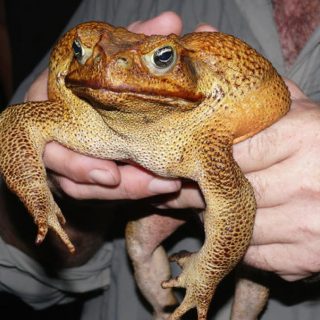 Cane Toad Facts and Pictures