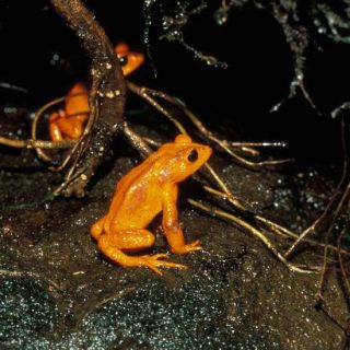 Golden Toad Facts and Pictures