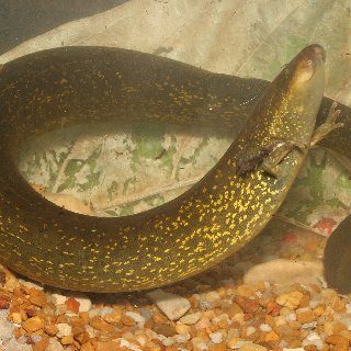 Greater Siren Facts and Pictures