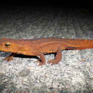 Newts: Facts and List of Types With Pictures - Amphibian Fact