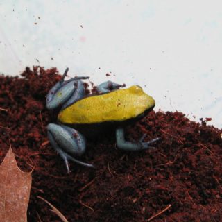 Blue-Legged Mantella Facts and Pictures