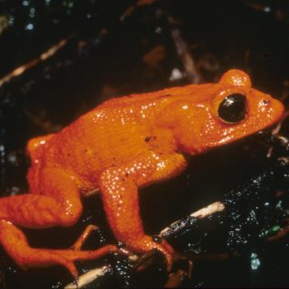 Surinam Toad Facts and Pictures