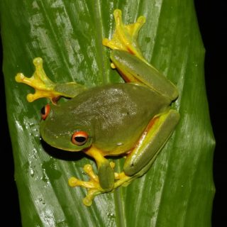 Orange Thighed Tree Frog - Amphibian Fact
