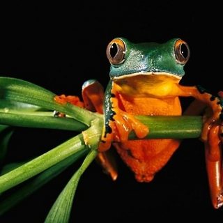Splendid Leaf Frog Facts and Pictures