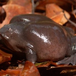 Purple Frog Facts and Pictures