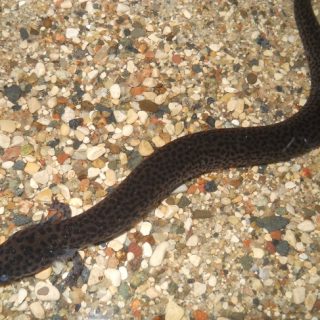 Lesser Siren Facts and Pictures