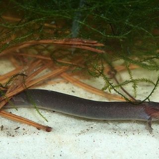 Lesser Siren Facts and Pictures