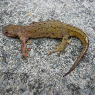 Common Newt Facts and Pictures