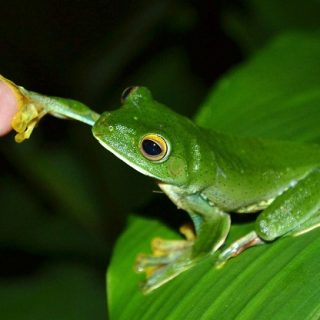 Malabar Flying Frog Facts and Pictures