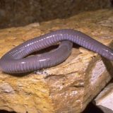 Caecilians: Facts and List of Different Types and Kinds with Pictures
