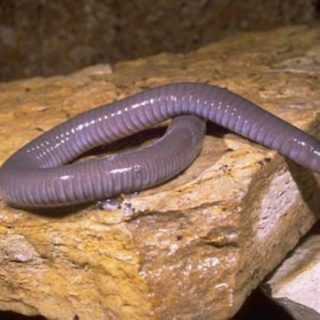 Sagalla Caecilian Facts and Pictures