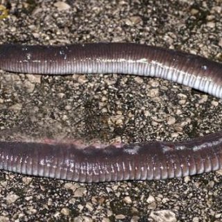 Mexican Caecilian Facts and Pictures