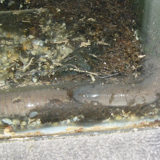 Mexican Caecilian Facts and Pictures