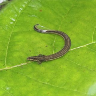 Lesser Siren Facts and Pictures