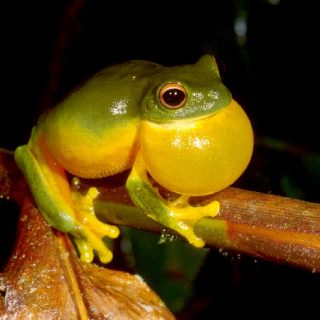 Pinocchio Frog Facts and Pictures