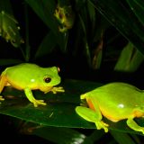 Orange Thighed Tree Frog - Amphibian Fact