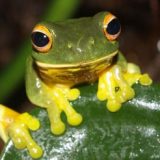 Orange Thighed Tree Frog - Amphibian Fact