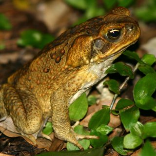 Texas Toad Facts and Pictures