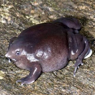 Purple Frog Facts and Pictures