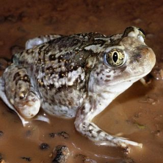 Eastern American Toad Facts and Pictures