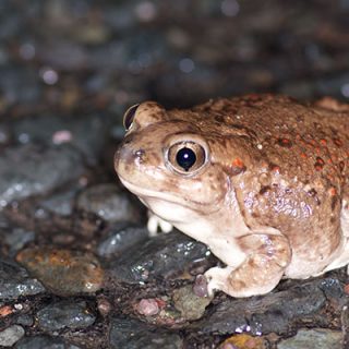 Plains Spadefoot Toad Facts and Pictures