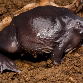 Purple Frog Facts and Pictures