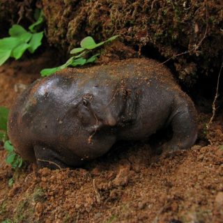 Purple Frog Facts and Pictures