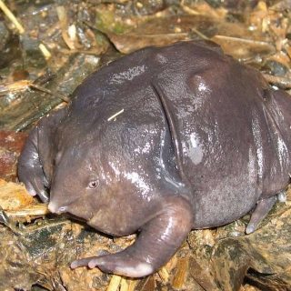 Purple Frog Facts and Pictures