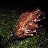 Rabbs’ Fringe-limbed Tree Frog Facts and Pictures