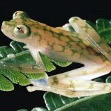 Vampire Frog Facts and Pictures