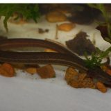 Lesser Siren Facts and Pictures