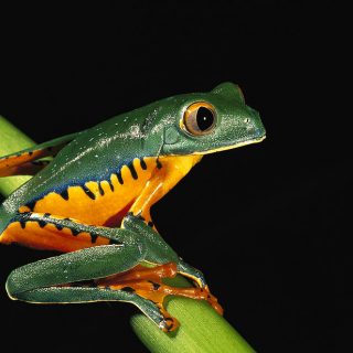 Splendid Leaf Frog Facts and Pictures