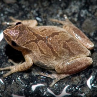 Spring Peeper Facts and Pictures