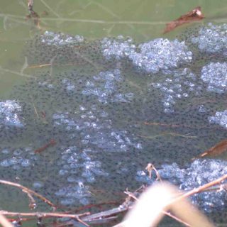 Spring Peeper Facts and Pictures