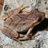 Spring Peeper Facts and Pictures