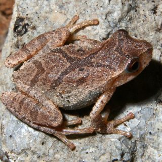 Spring Peeper Facts and Pictures