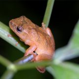 Spring Peeper Facts and Pictures