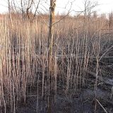 Spring Peeper Facts and Pictures