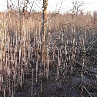 Spring Peeper Facts and Pictures