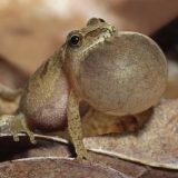 Spring Peeper Facts and Pictures