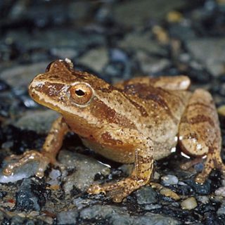 Spring Peeper Facts and Pictures